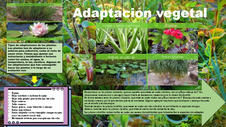 Tarea 4 Elaboración de Una Infografía Sobre Adaptaciones Vegetales o ...