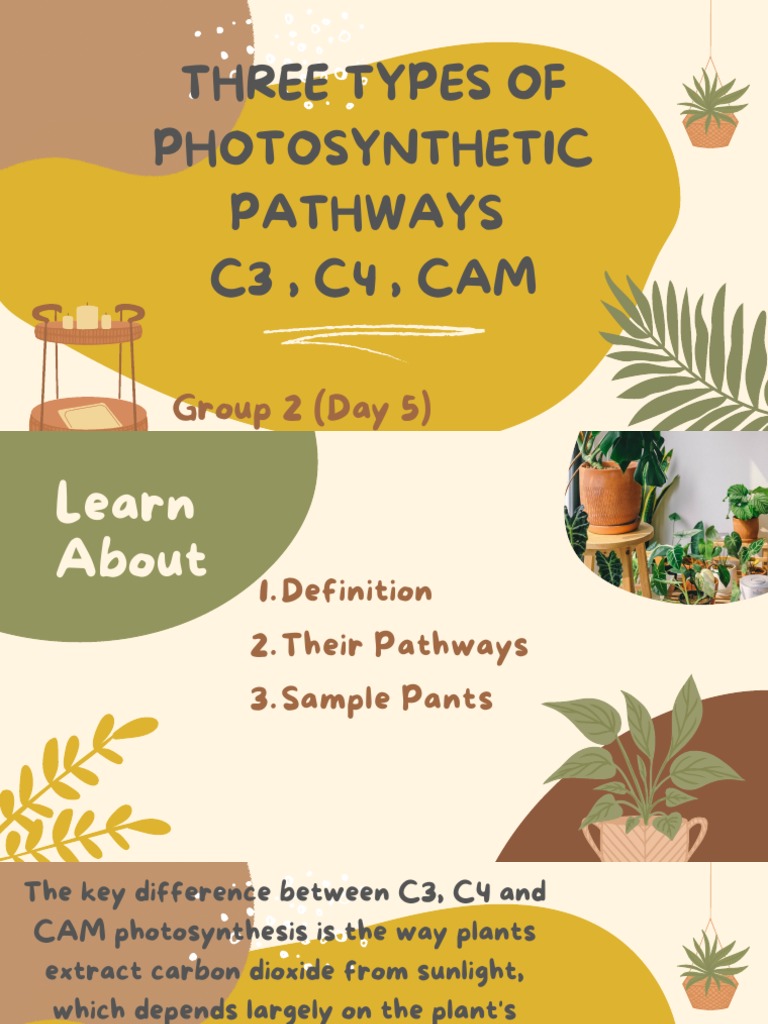 Day 5 Cam, C3, C4 | PDF | Photosynthesis | Stoma