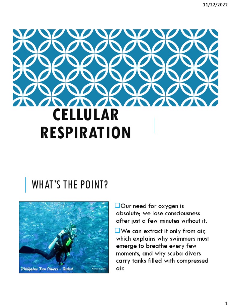 Lesson 2 Aerobic Vs Anaerobic Respiration-1 | PDF | Cellular Respiration | Fermentation