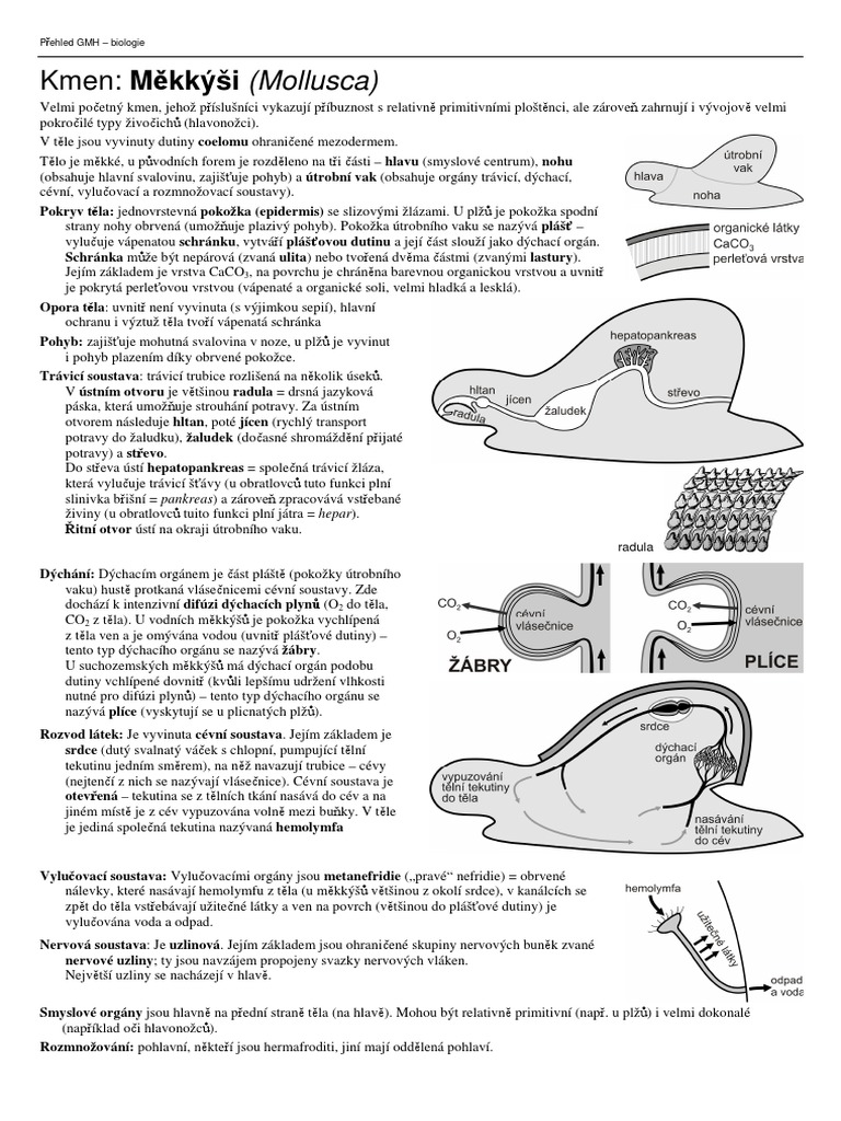 3zoo 07 Mekkysi | PDF