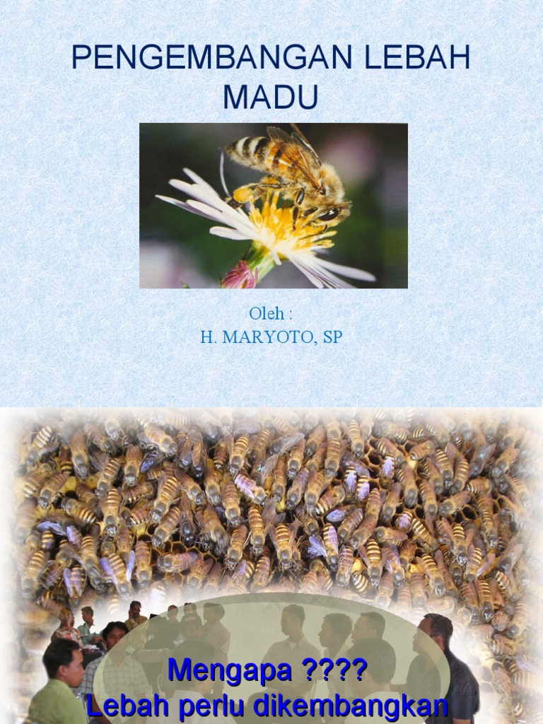 Panduan Budidaya Lebah Madu Efektif | PDF