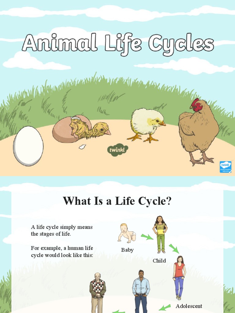 Animal Life Cycles PowerPoint | PDF