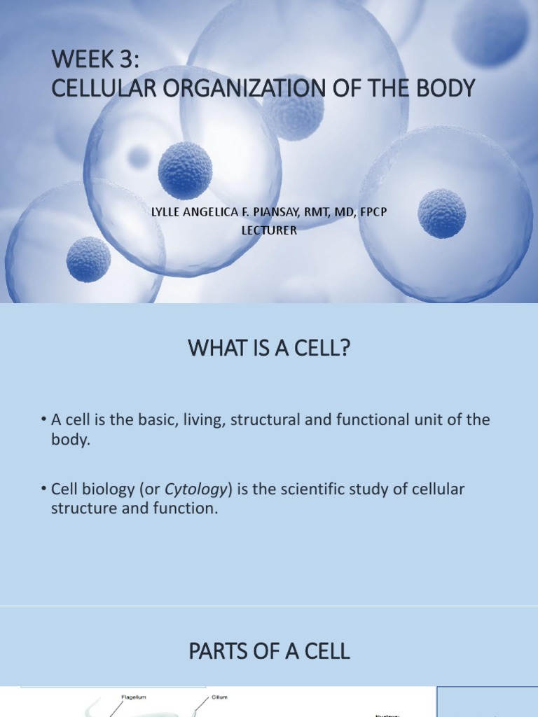 3 - Cellular Organization of The Body | PDF