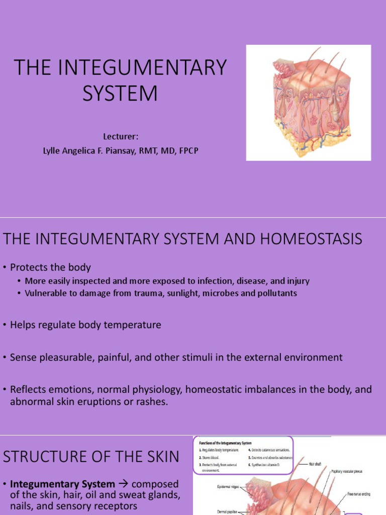 42 The Integumentary System Pdf Integumentary System Epidermis