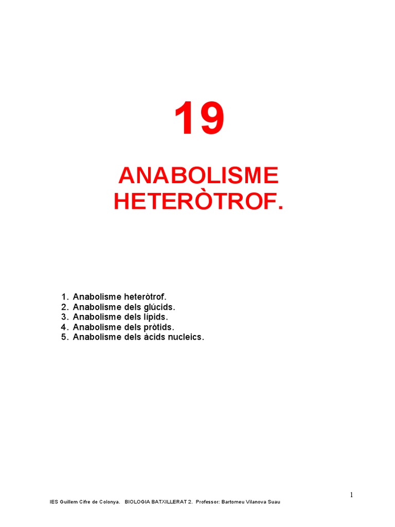 T19 Anabolisme Heteròtrof | PDF