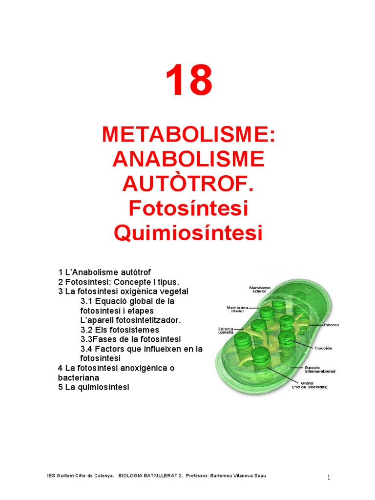 T18 Anabolisme Autotrof | PDF
