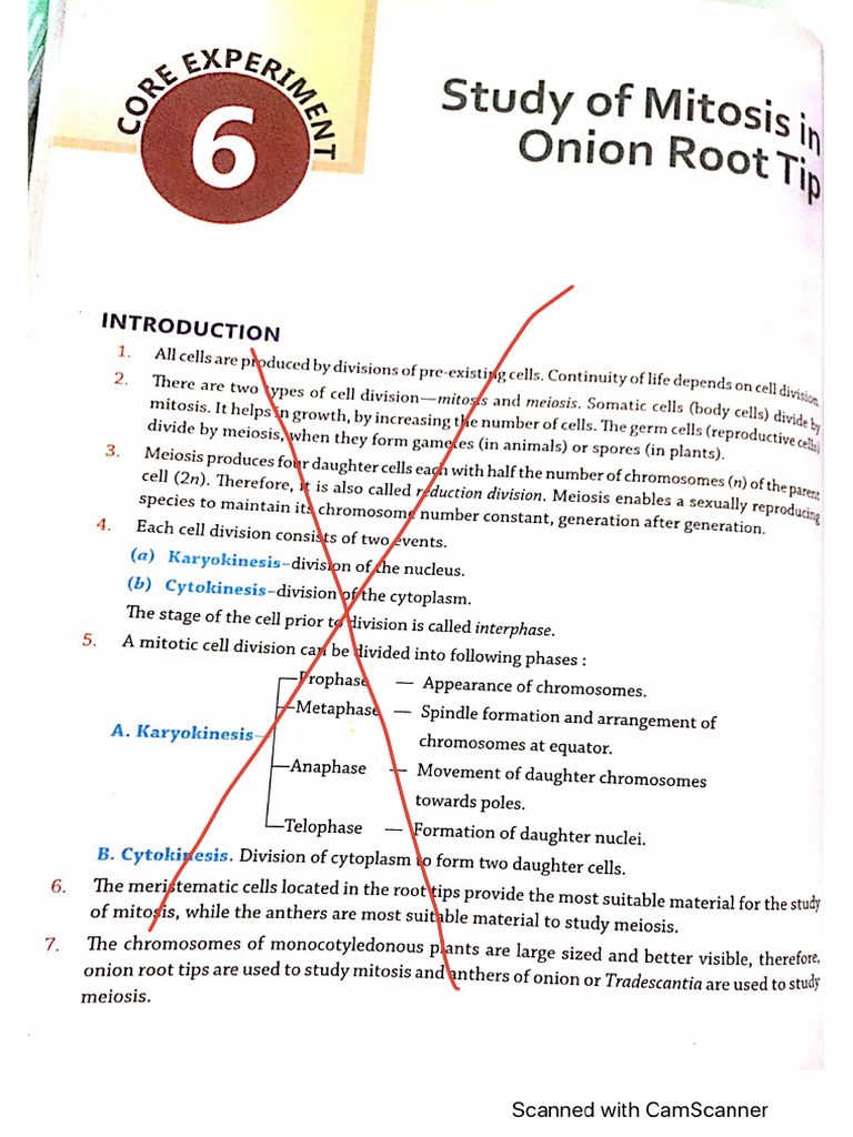 Mitosis in Onion Root Tip | PDF