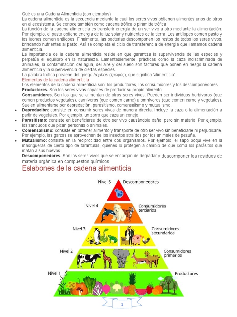 Niveles y Ejemplos de Cadenas Alimenticias | PDF | Red alimentaria ...