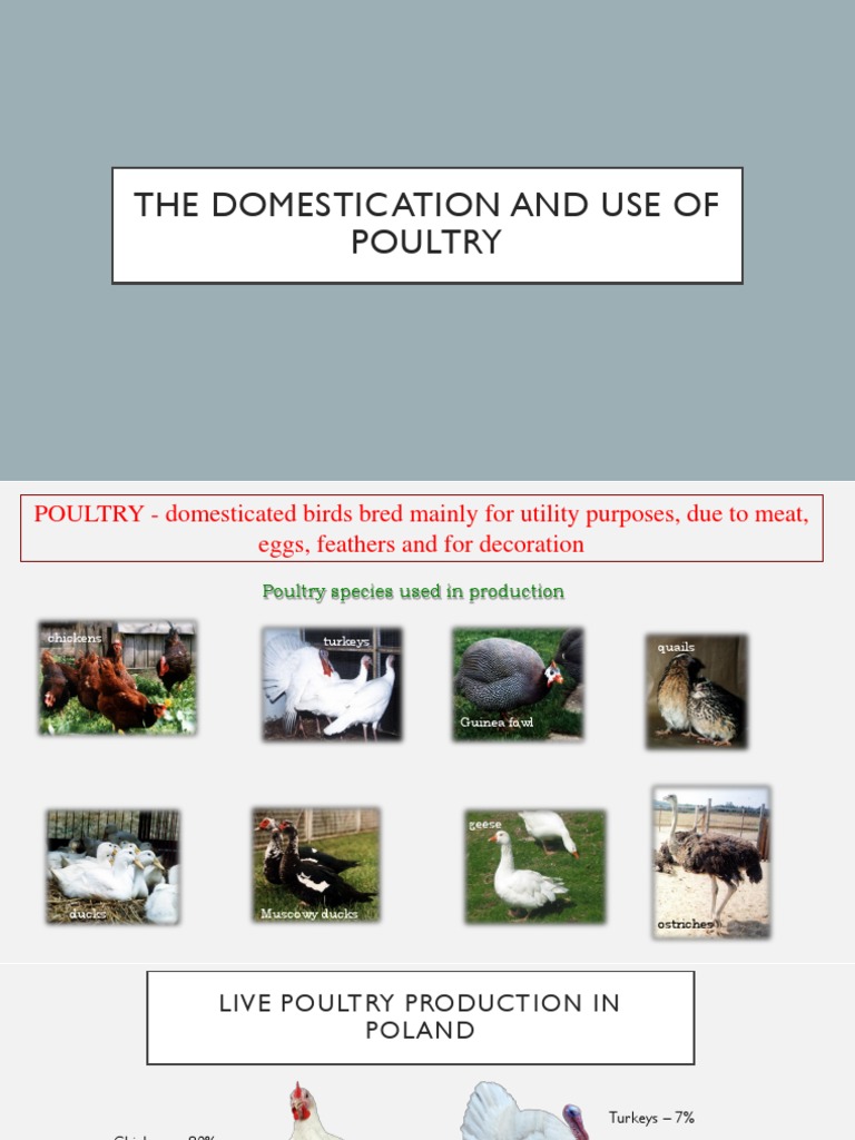The Domestication and Use of Poultry PDF | PDF | Chicken | Poultry Farming
