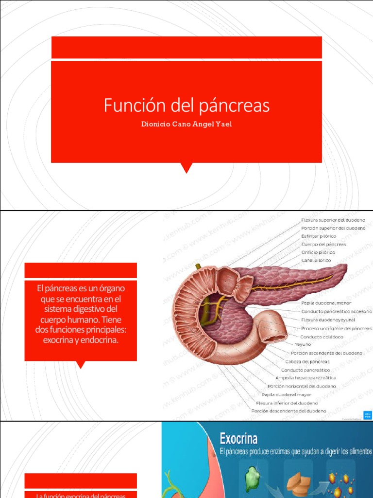 Función Del Páncreas: Dionicio Cano Angel Yael | PDF | Salud y bienestar