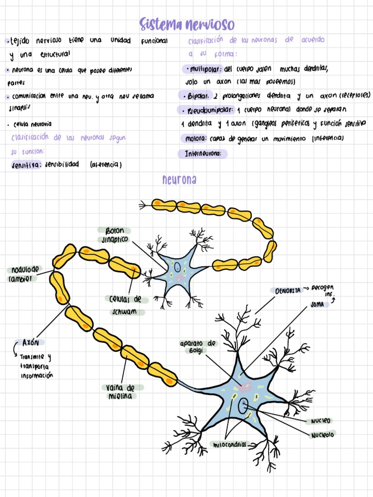 Sistema Nervioso | PDF | Cerebro | Neurona