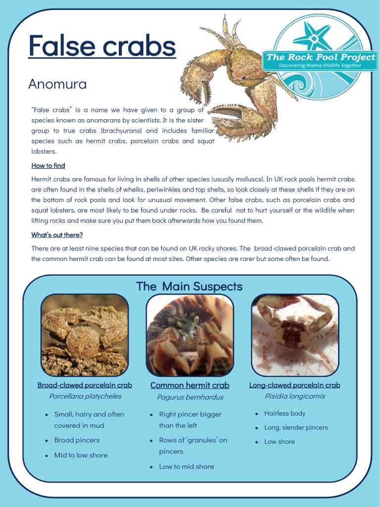 Identify False Crabs | PDF | Crab | Fauna