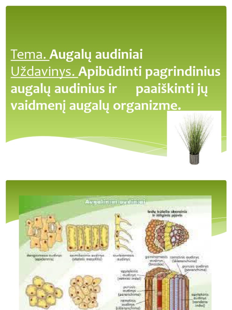 Tema - Augalo Audiniai. | PDF