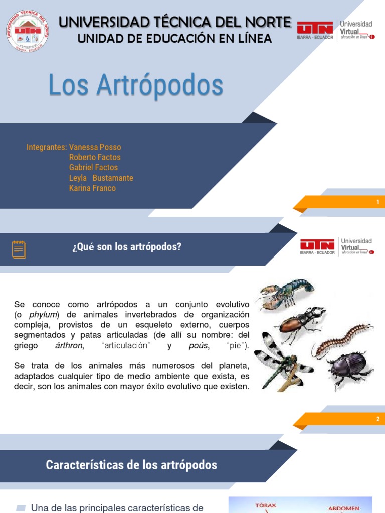 Características y Clasificación de Artrópodos | PDF | Insectos | Mosca
