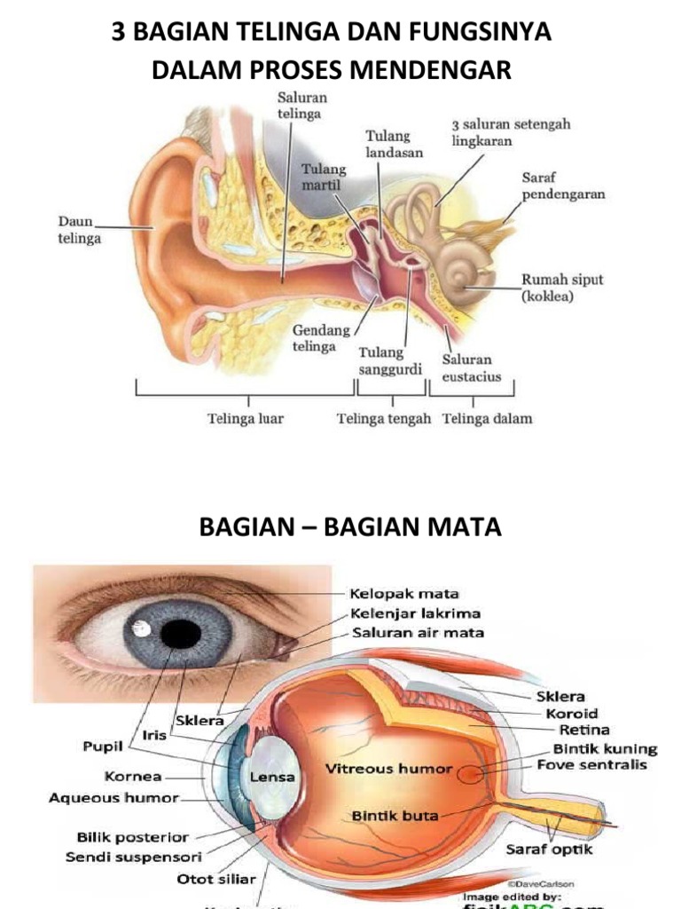 Bagian Bagian Telinga Mata | PDF