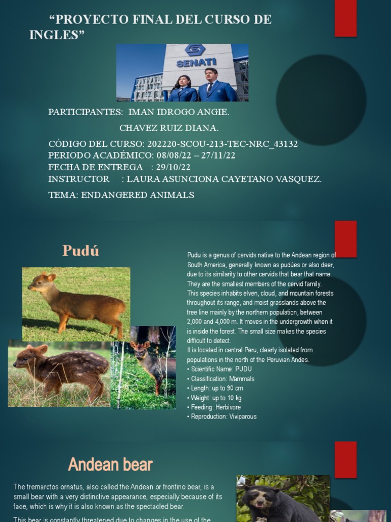 Endangered Animals: Pudú, Andean Bear, Giant Otter | PDF | Mammals ...