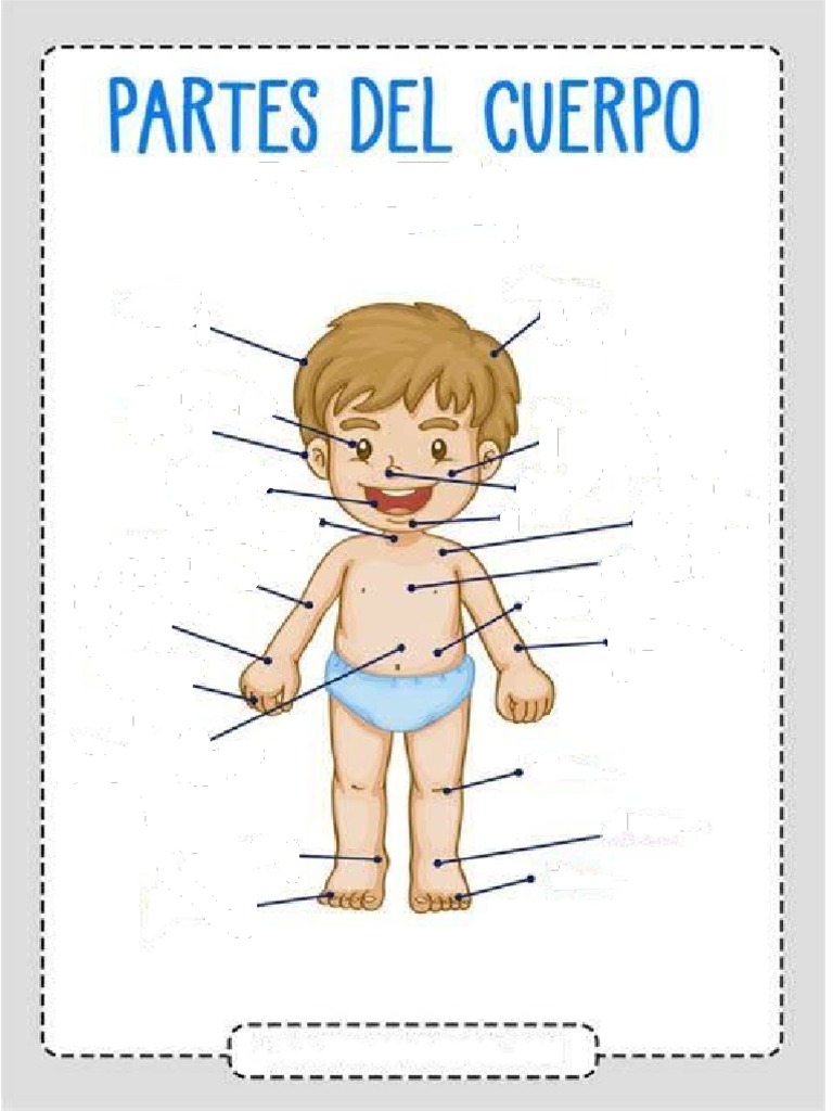 Partes Del Cuerpo Pdf
