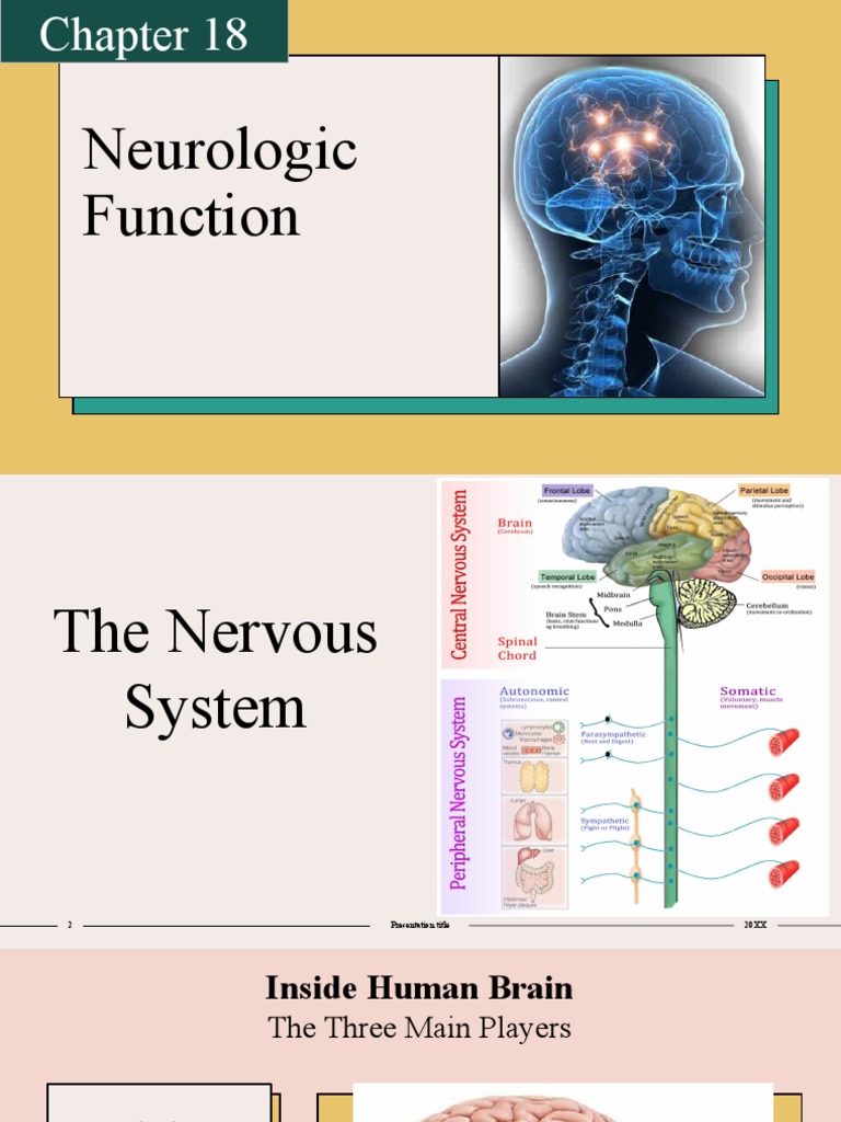 Chapter 18 Neurologic Function Group 5A | PDF | Parkinson's Disease ...