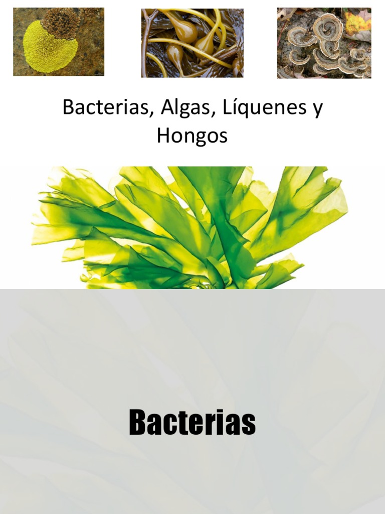 Bacterias, Algas, Hongos y Líquenes: Clasificación y Características ...