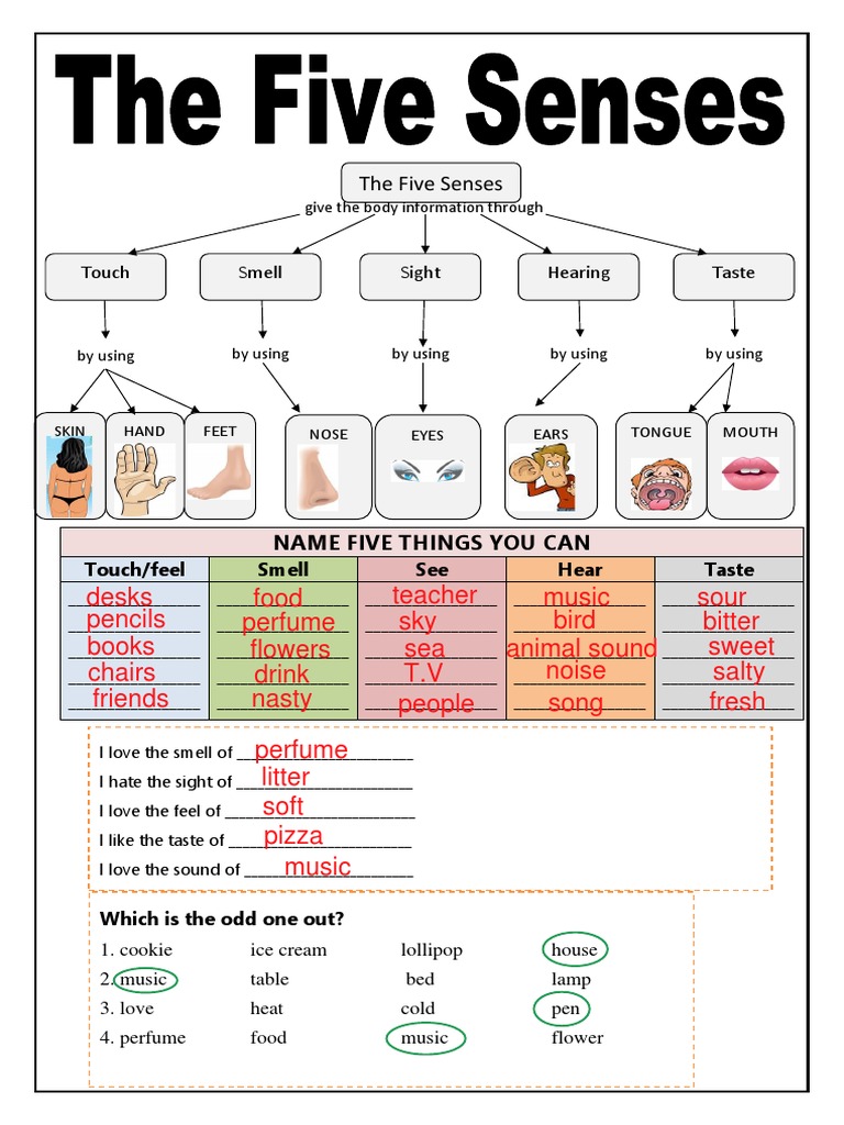 The Five Senses | PDF | Senses | Taste