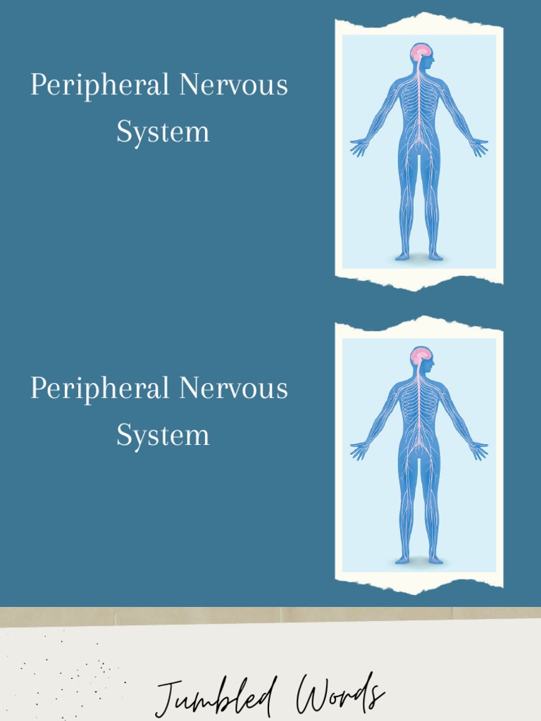 Peripheral Nervous System | PDF | Nervous System | Autonomic Nervous System