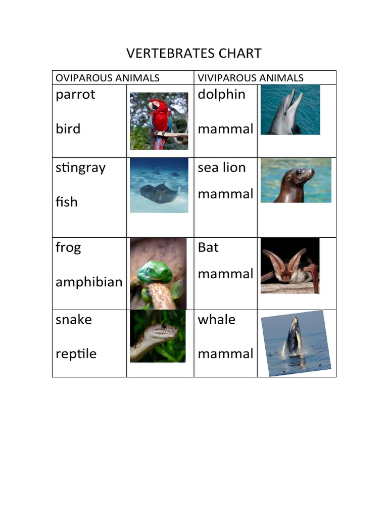 VERTEBRATES CHART | PDF