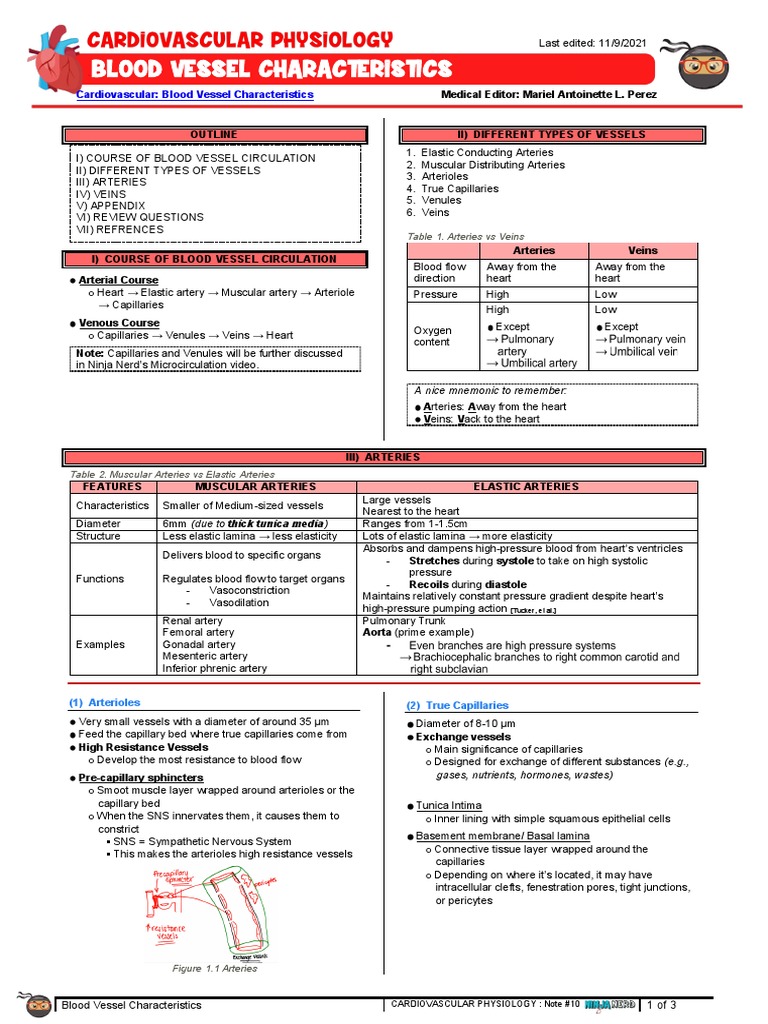Characteristics of Distributing Arteries | PDF | Artery | Vein