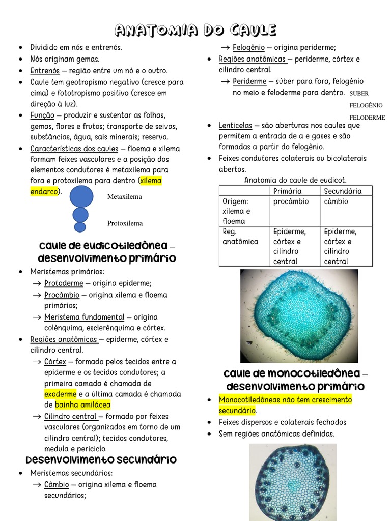 Anatomia Do Caule | PDF | Latido | Botânica