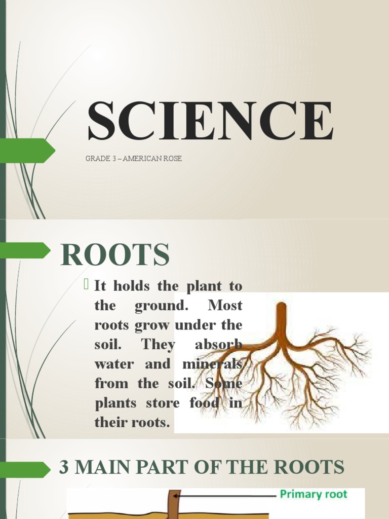 Sceince Plants | PDF | Home & Garden | Science & Mathematics