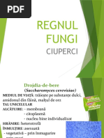 Regnul Fungi | PDF