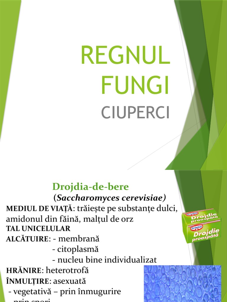 Regnul Fungi | PDF