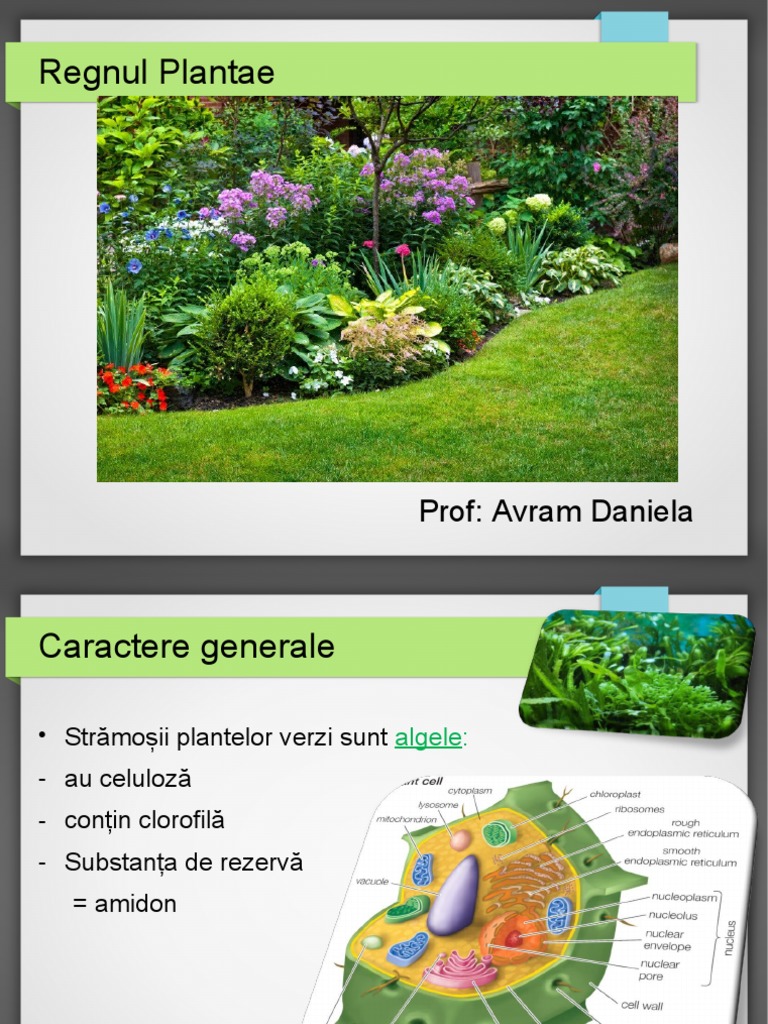 Regnul Plantae | PDF