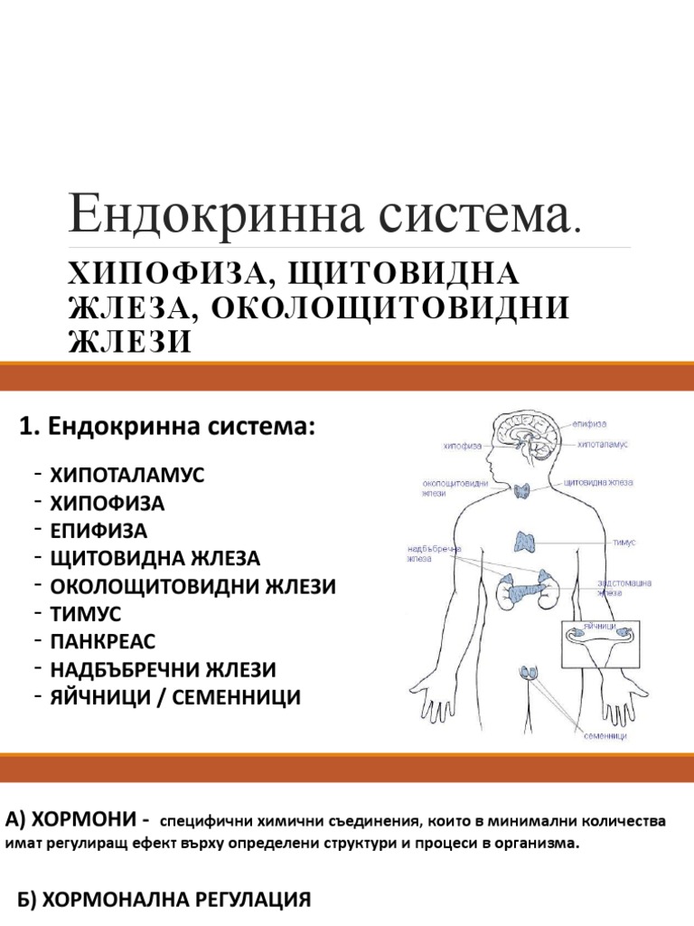 Ендокринна Система. Хипофиза, Щитовидна Жлеза, Околошитовидни Жлези. | PDF