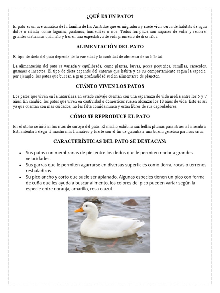 Qué Es Un Pato | PDF