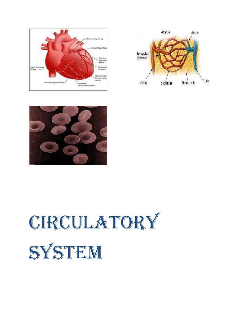 Circulatory System | PDF