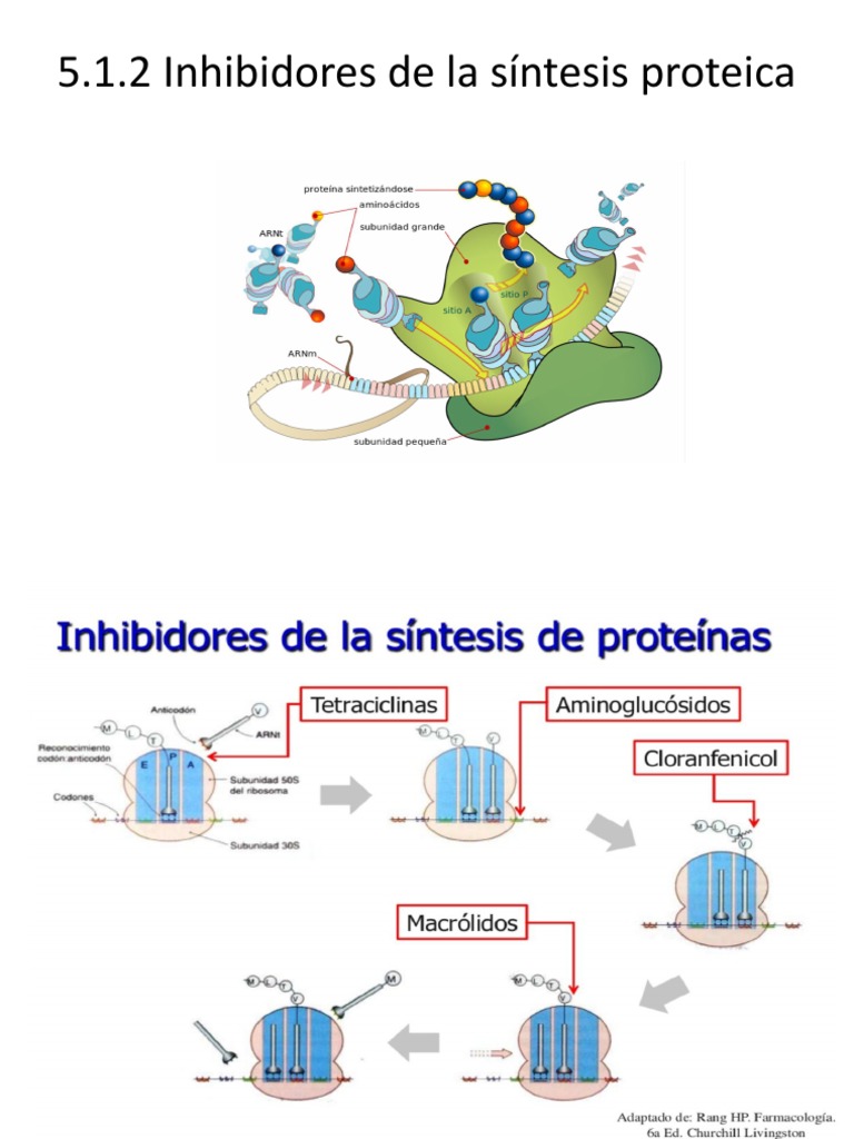 Inhibidores de La Síntesis Proteica | PDF | Farmacocinética | Inhibidor ...