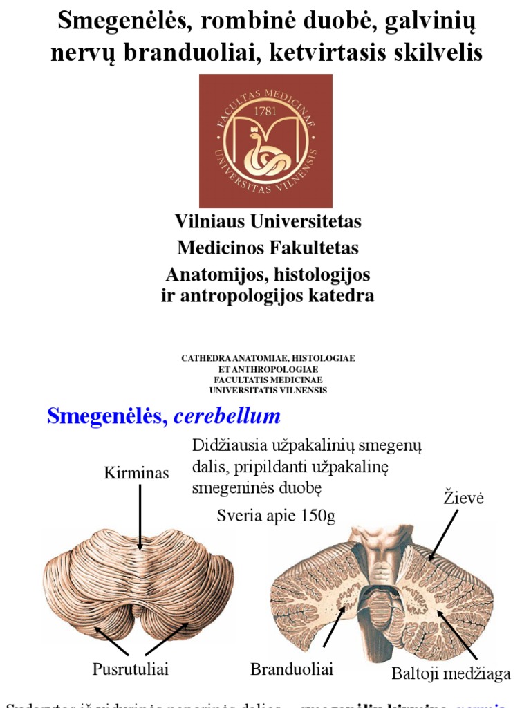 CNS - Smegenėlės, Rombine Duobe, Galviniu N. Branduoliai.s | PDF