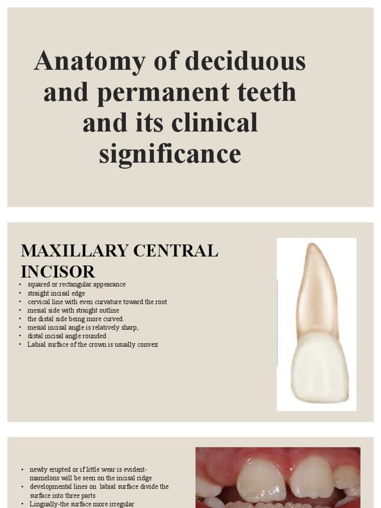 Anatomy of Maxillary & Mandibular Incisors | PDF | Dental Anatomy ...