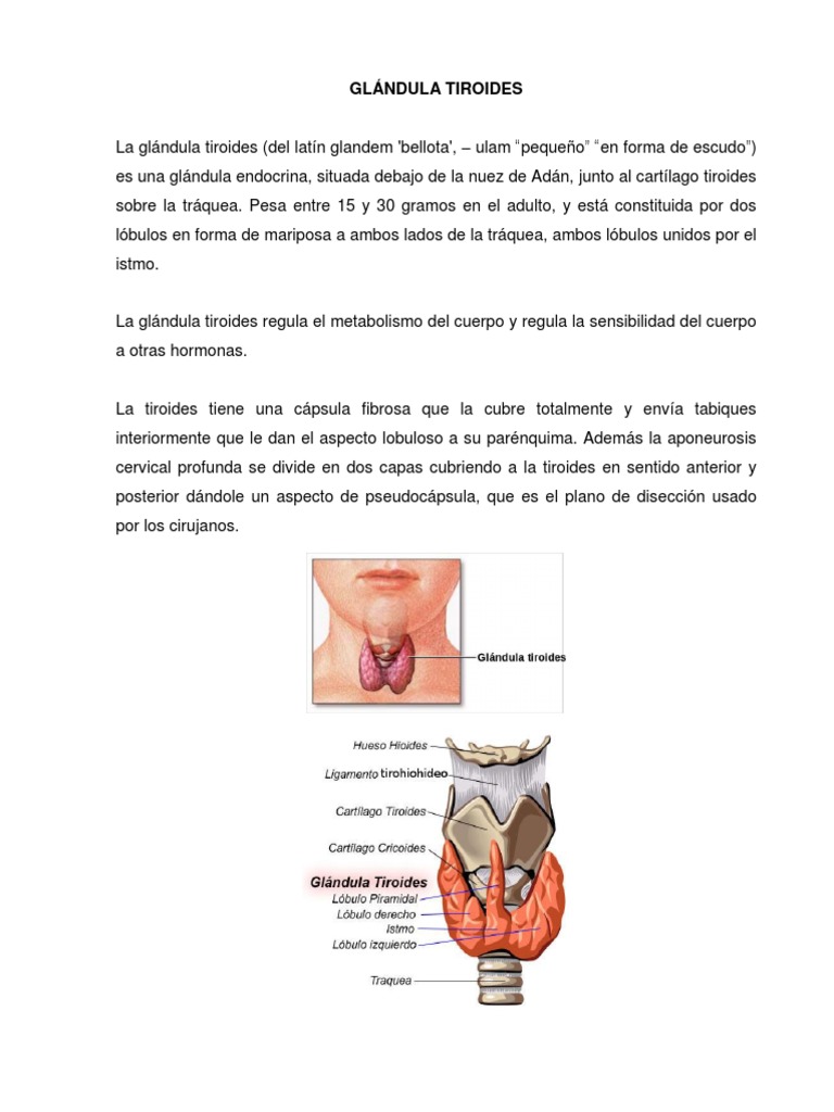 Glándula Tiroides | Descargar gratis PDF | Tiroides | Hipotiroidismo