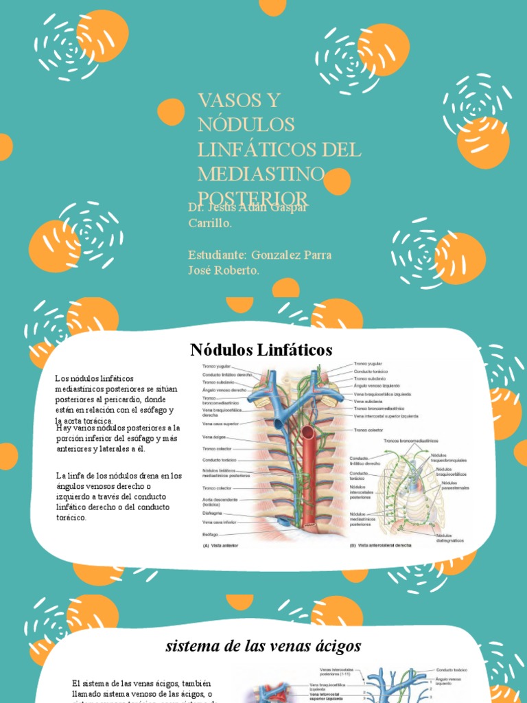 Sistema Linfatico Vena Acigos | PDF