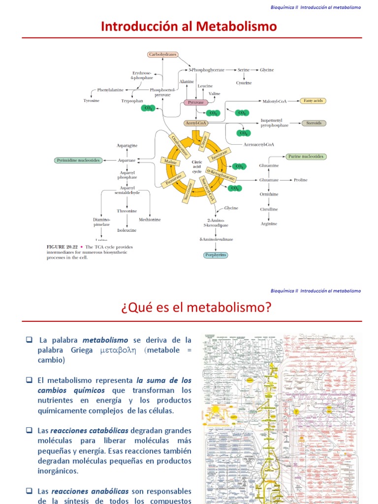 1 Introducción Al Metabolismo | PDF