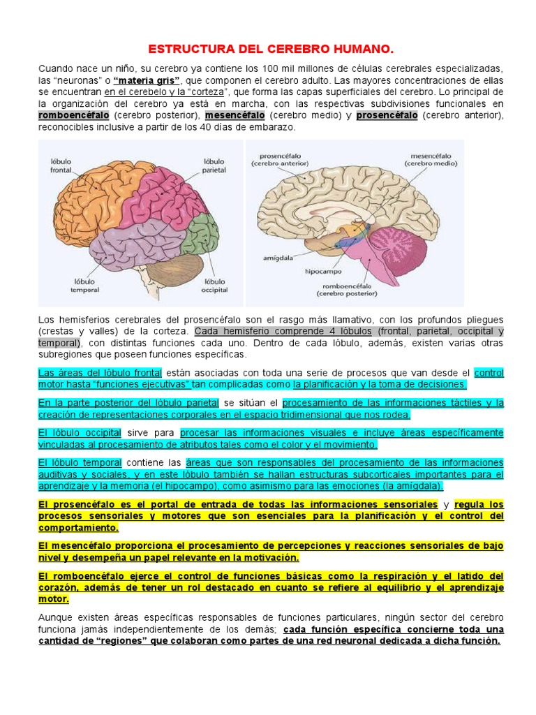Estructura Del Cerebro Humano | PDF | Cerebro | Neurona