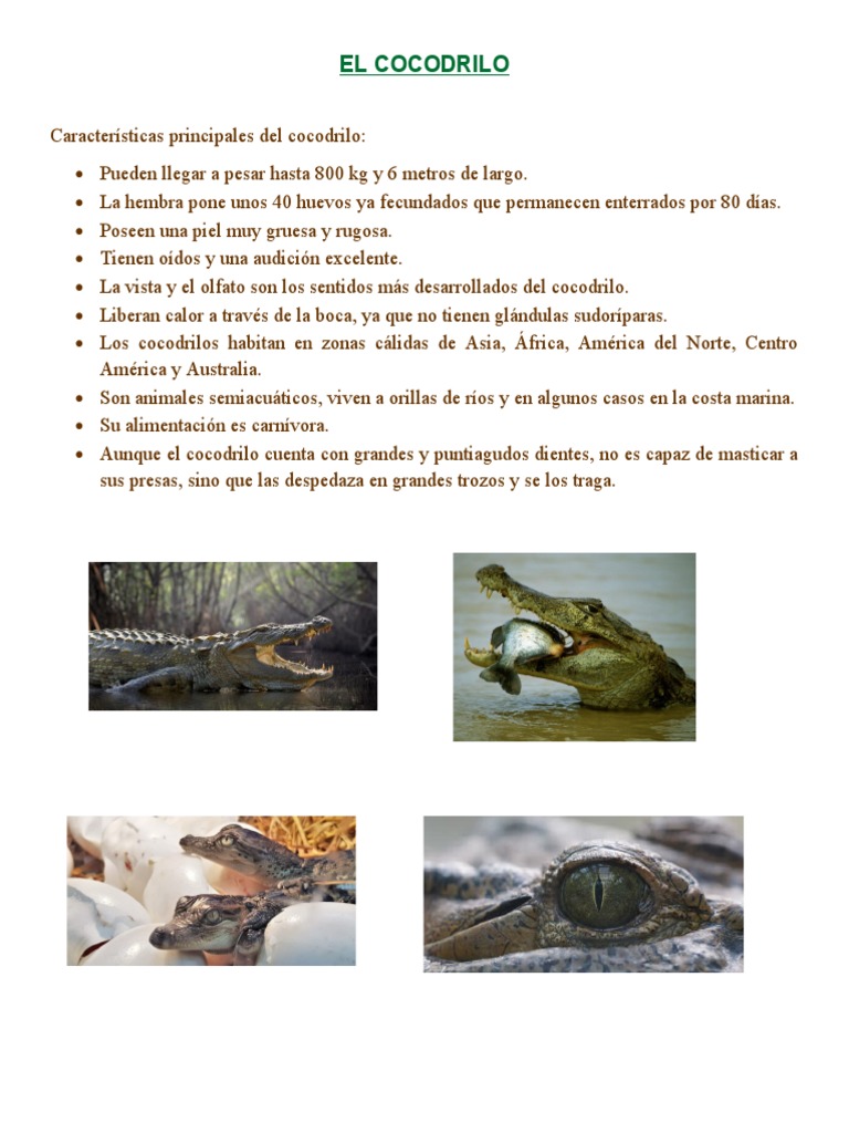 El Cocodrilo | PDF