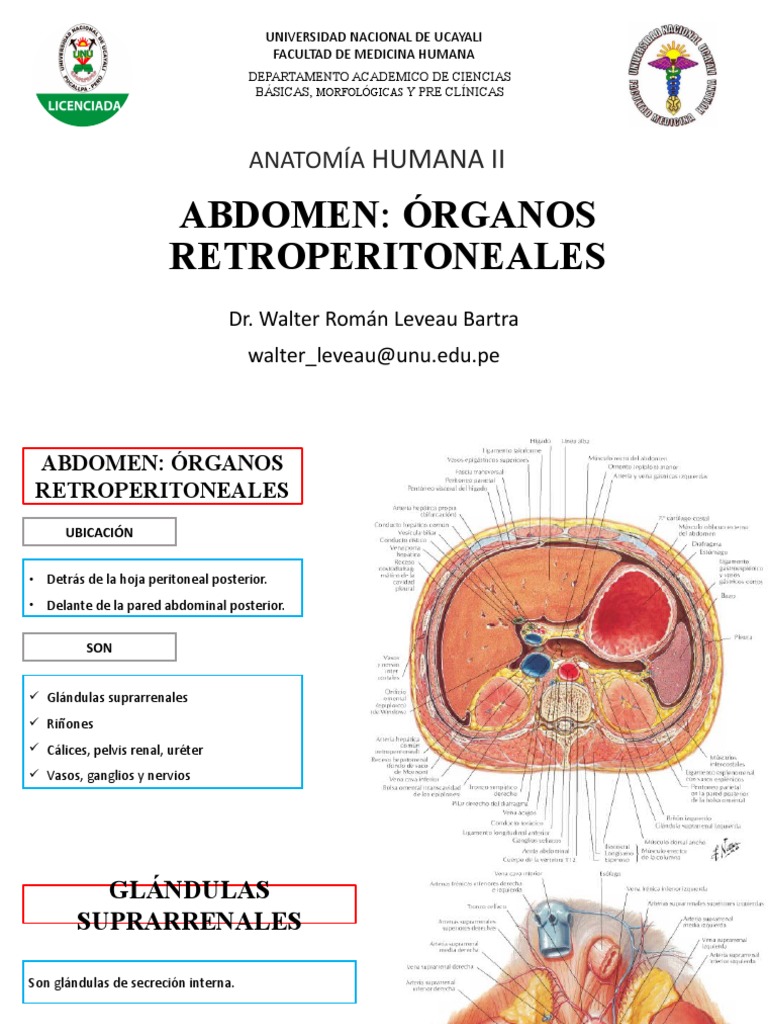 Abdomen - Órganos Retroperitoneales | PDF | Riñón | Abdomen