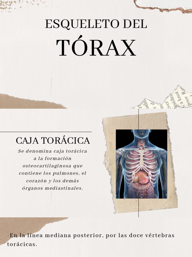 Anatomía Del Tórax Huesos | PDF | Tórax | Vértebra
