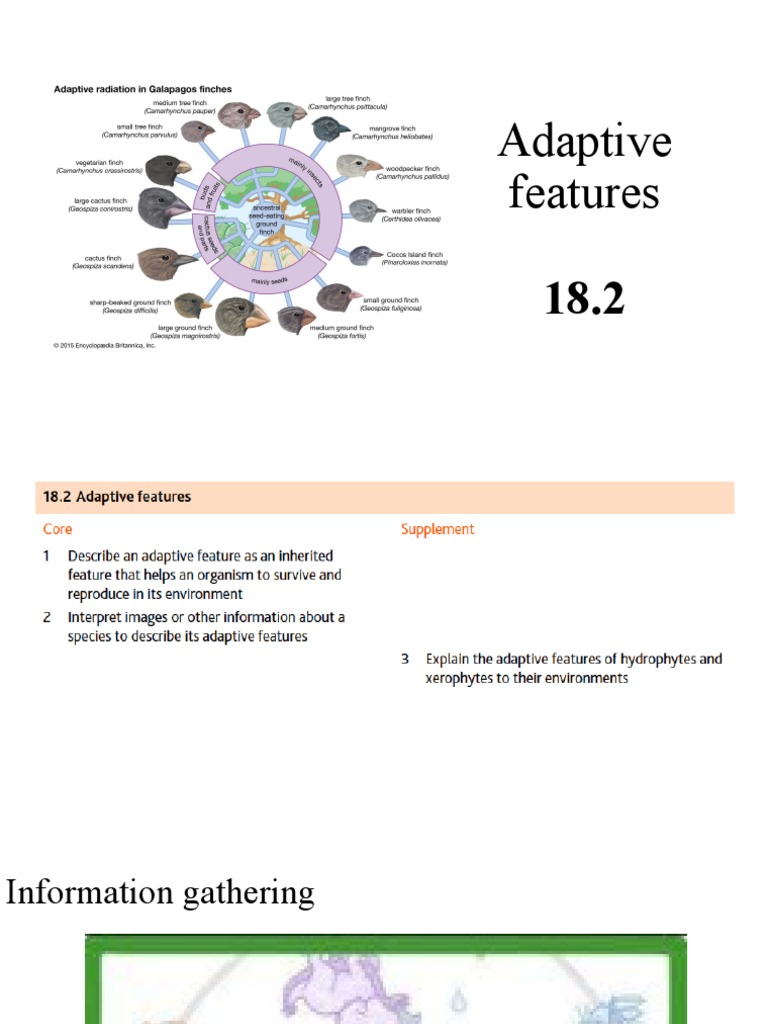 18.2 Adaptive Features | PDF | Leaf | Predation