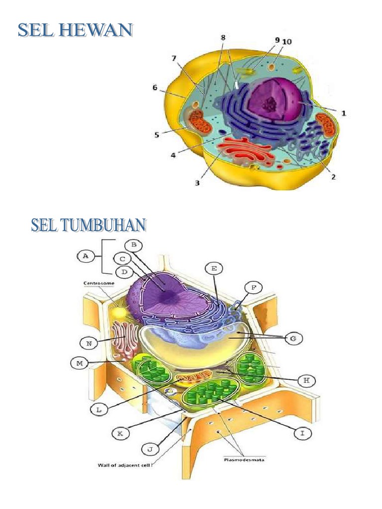 Soal Organel Sel | PDF