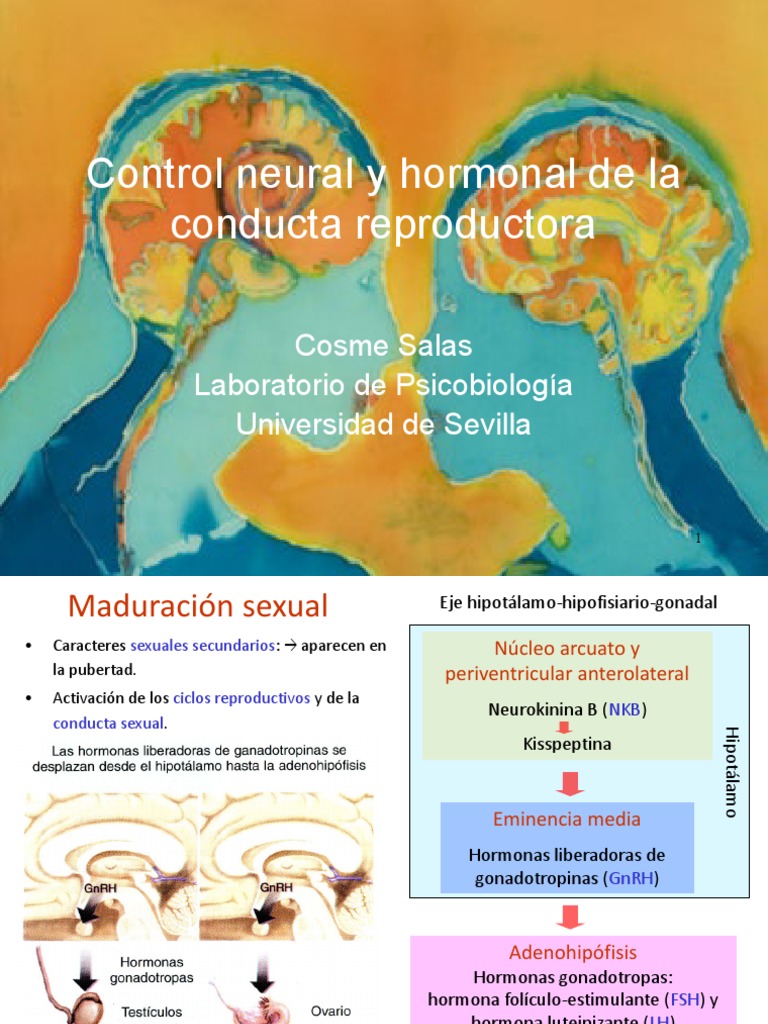 Control hormonal de la conducta reproductora | PDF | Hormona ...