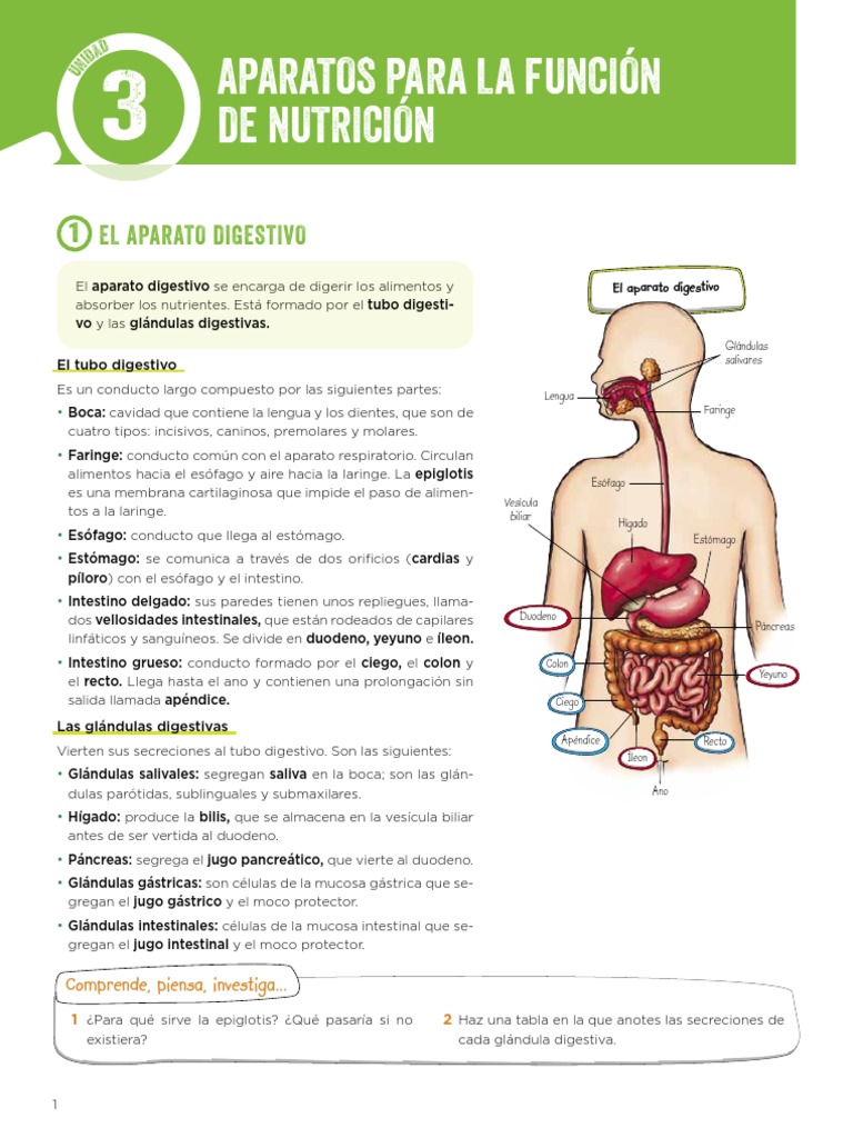 UNIDAD 3 Aparatos para La Función de Nutrición | PDF | Riñón | Sistema ...