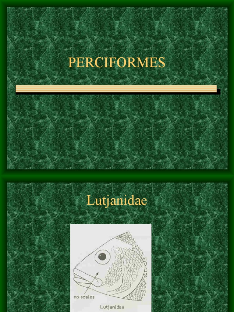 Clasificación de Peces Perciformes | PDF | Animales acuáticos | Perciformes